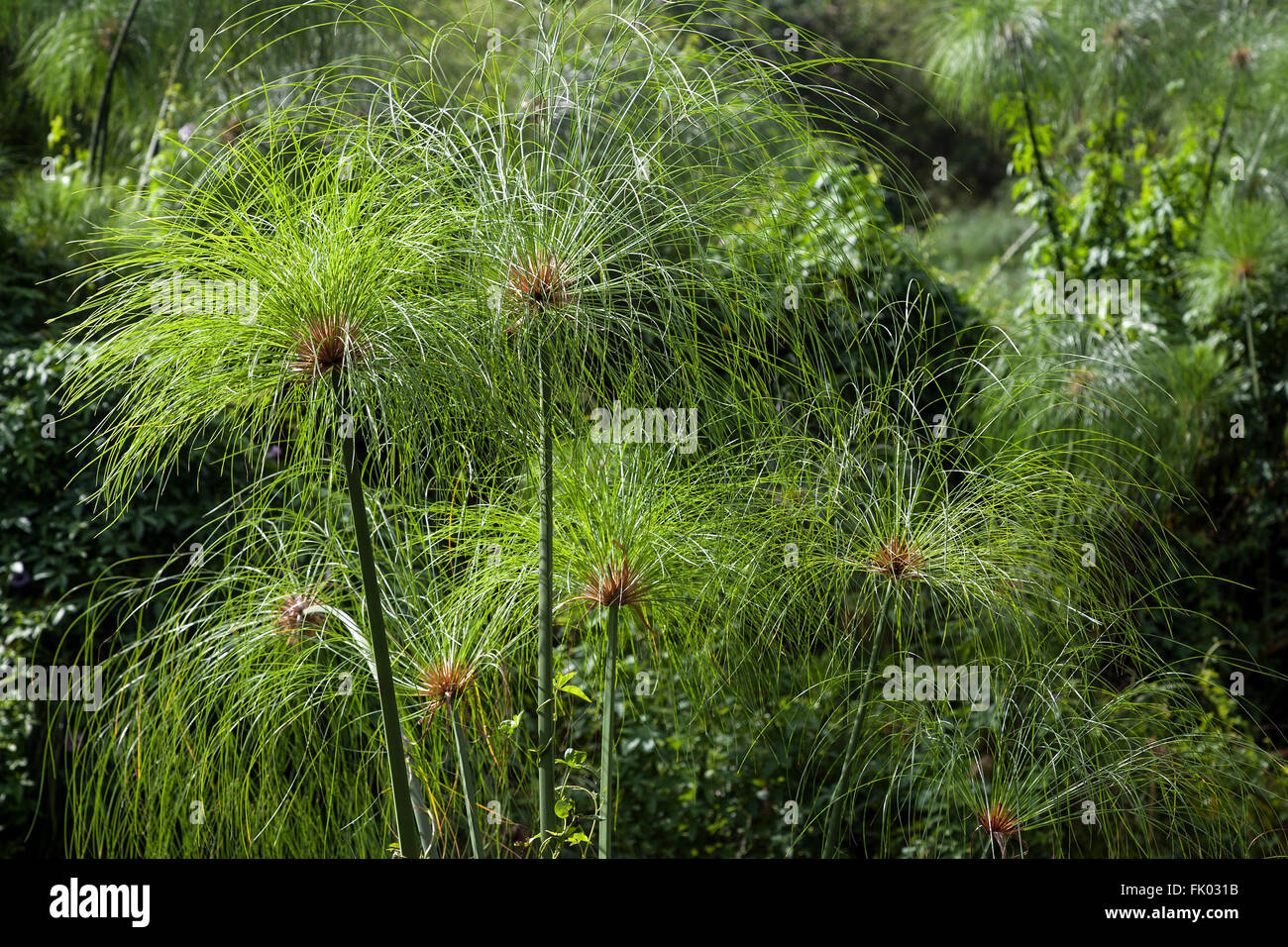 Papiro di carta o papiro cyperus papiro immagini e fotografie stock ad ...