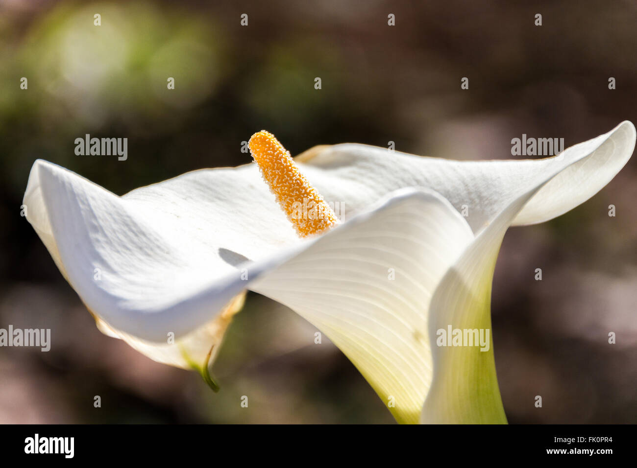 Fiore calla immagini e fotografie stock ad alta risoluzione - Alamy