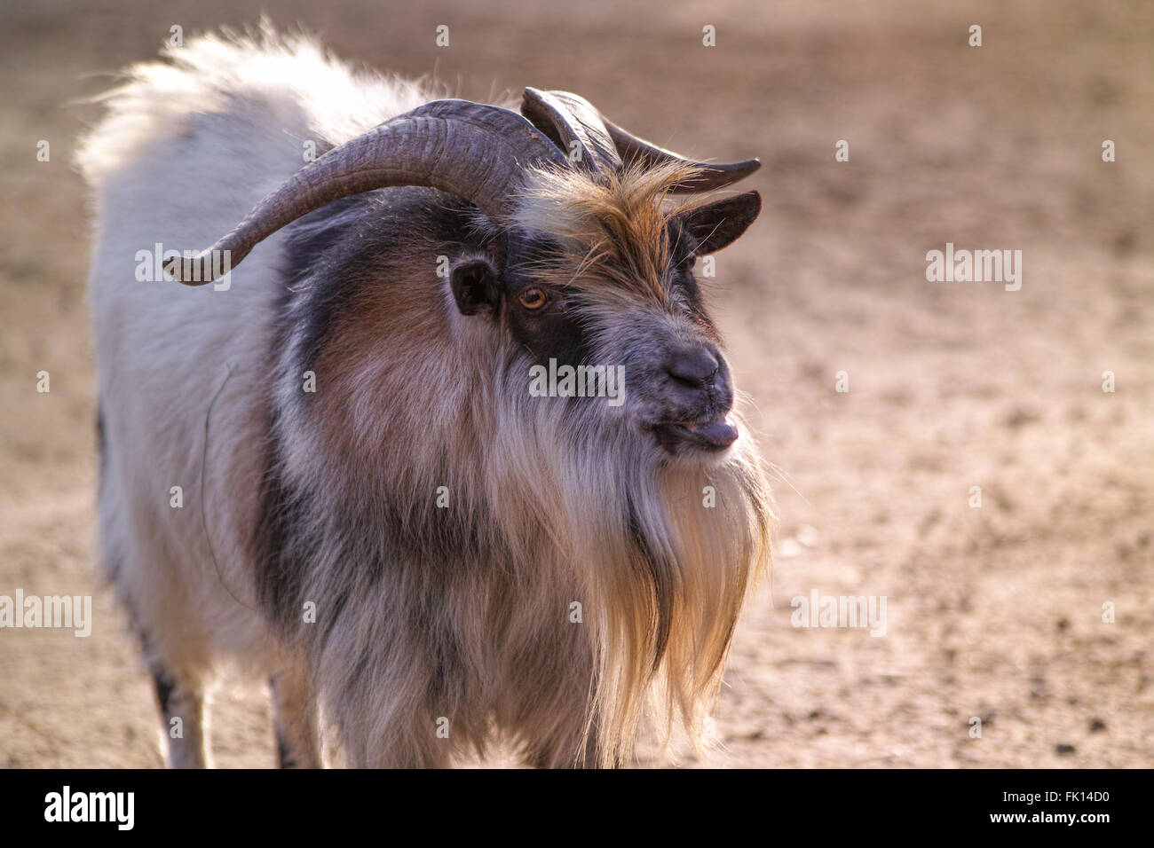 Capra cornuta e barbuta immagini e fotografie stock ad alta risoluzione ...
