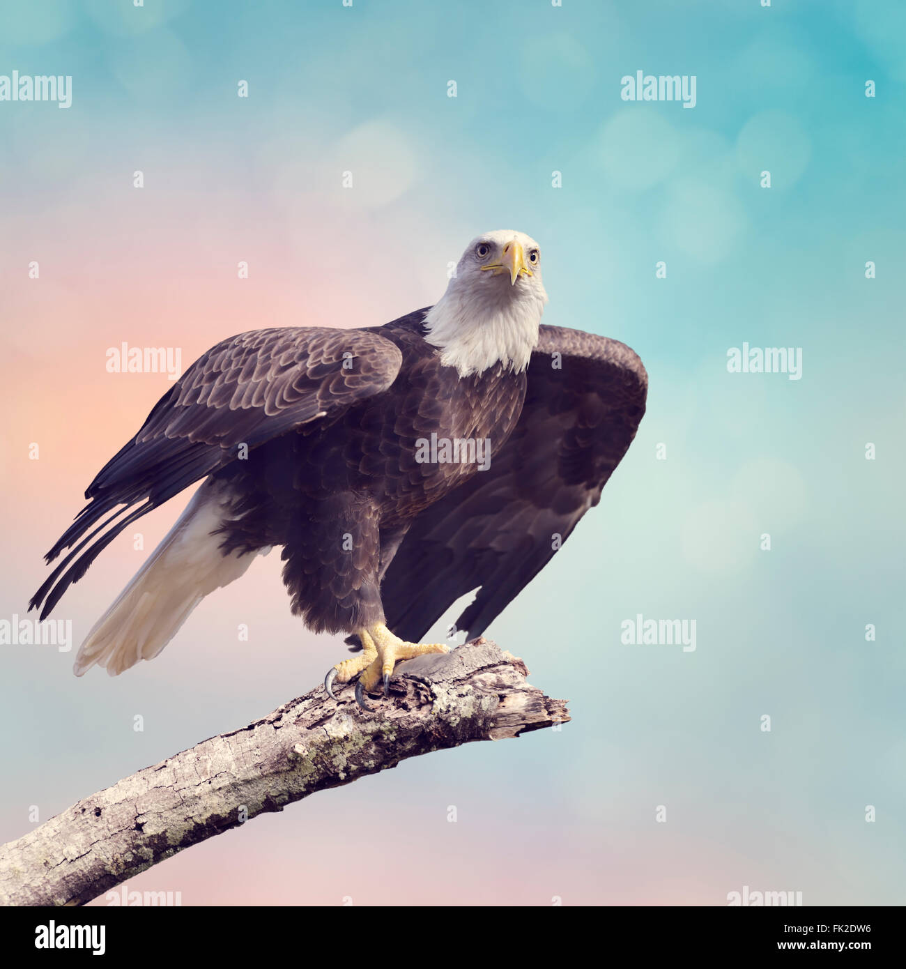 Aquila calva americana immagini e fotografie stock ad alta risoluzione ...