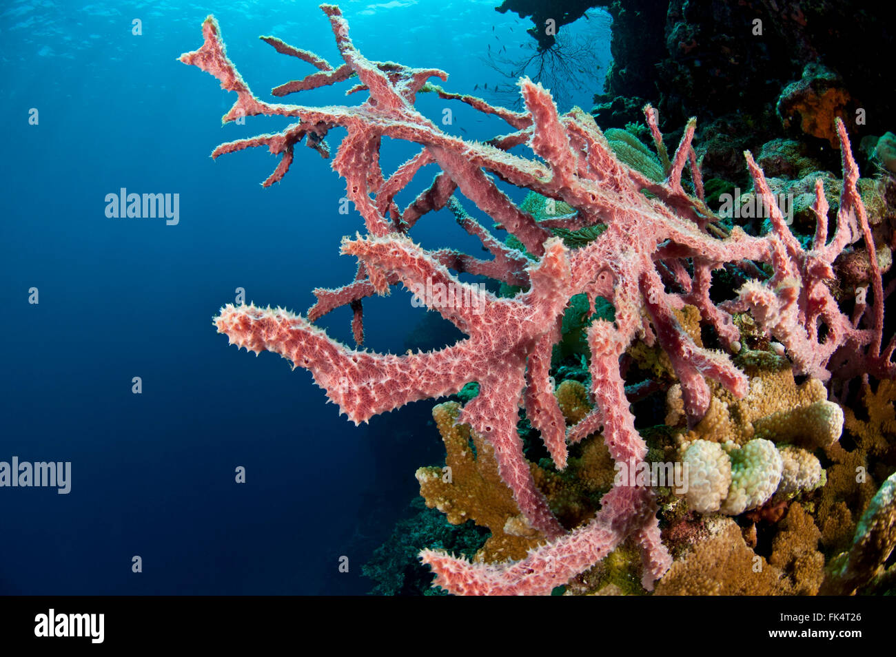 Ecosistema marino incontaminato immagini e fotografie stock ad alta ...