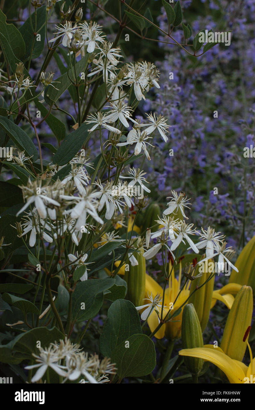 Clematis varieties immagini e fotografie stock ad alta risoluzione - Alamy