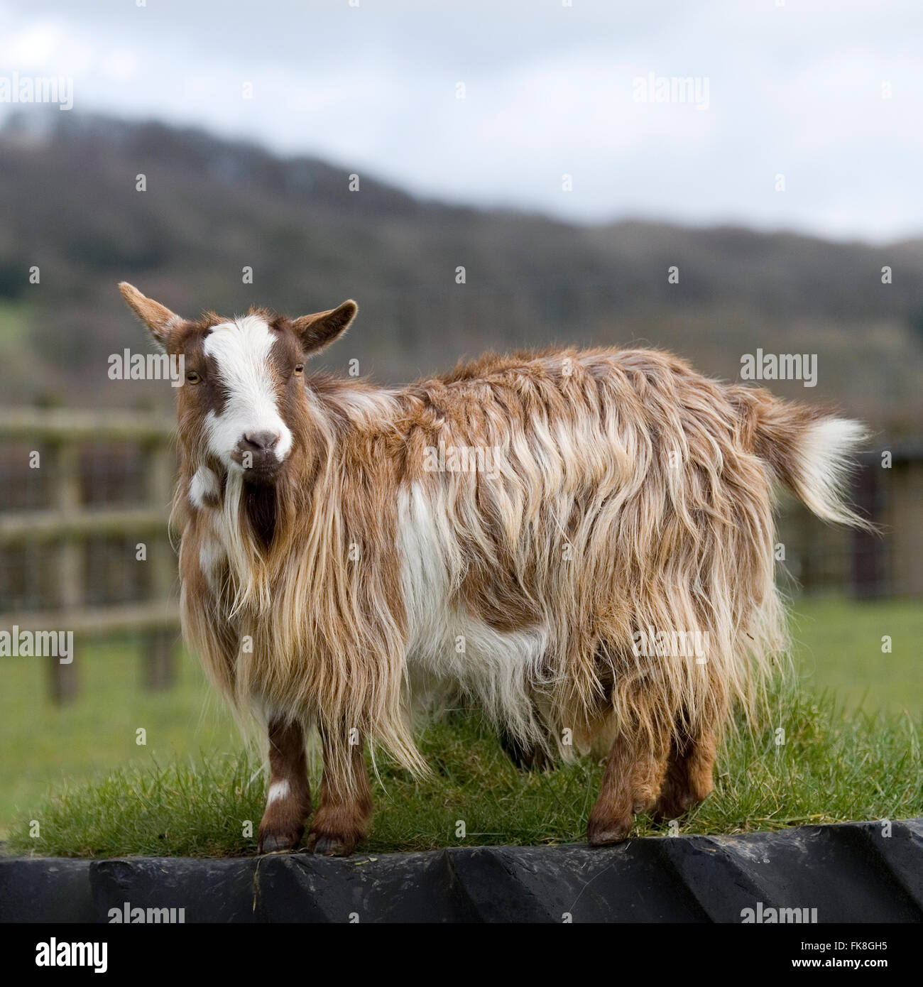 Capra pigmea africana immagini e fotografie stock ad alta risoluzione ...