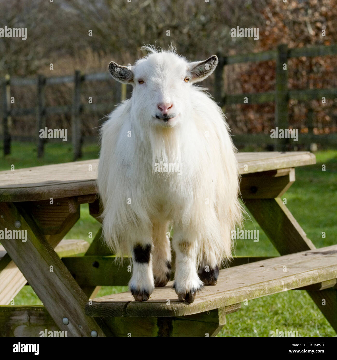 Capra pigmea africana immagini e fotografie stock ad alta risoluzione ...