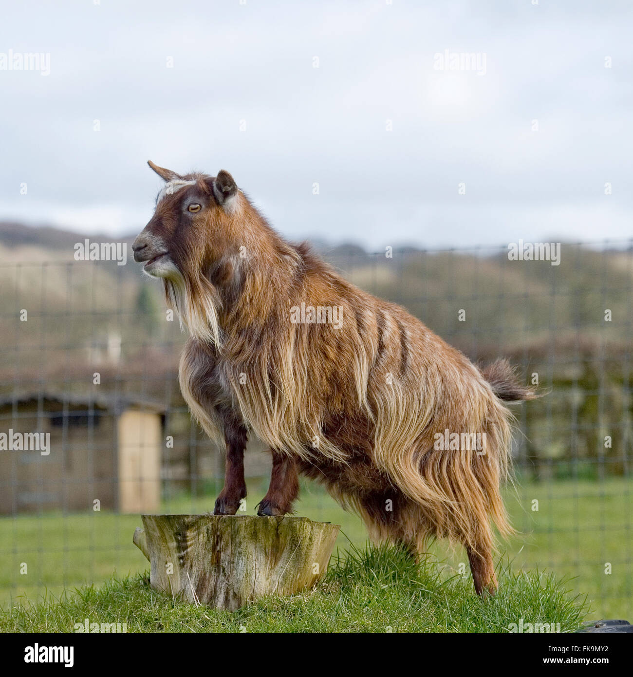 Capra pigmea africana immagini e fotografie stock ad alta risoluzione ...