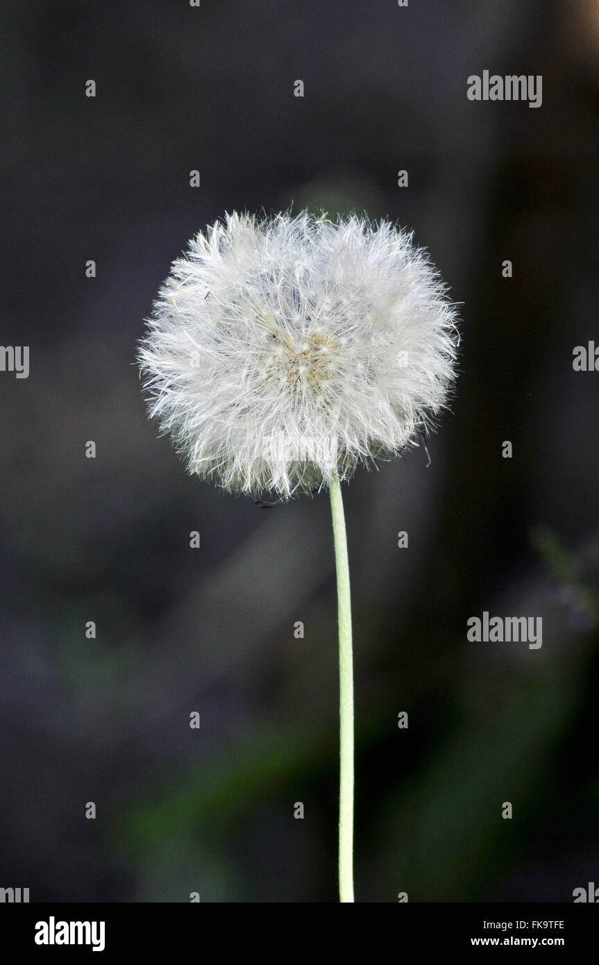 Tarassaco taraxacum immagini e fotografie stock ad alta risoluzione - Alamy
