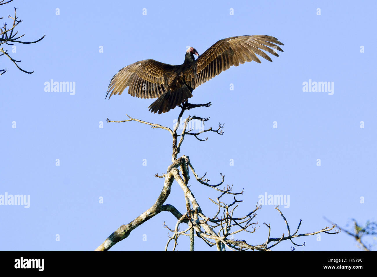 Uccello che prende il sole con le ali aperte immagini e fotografie ...