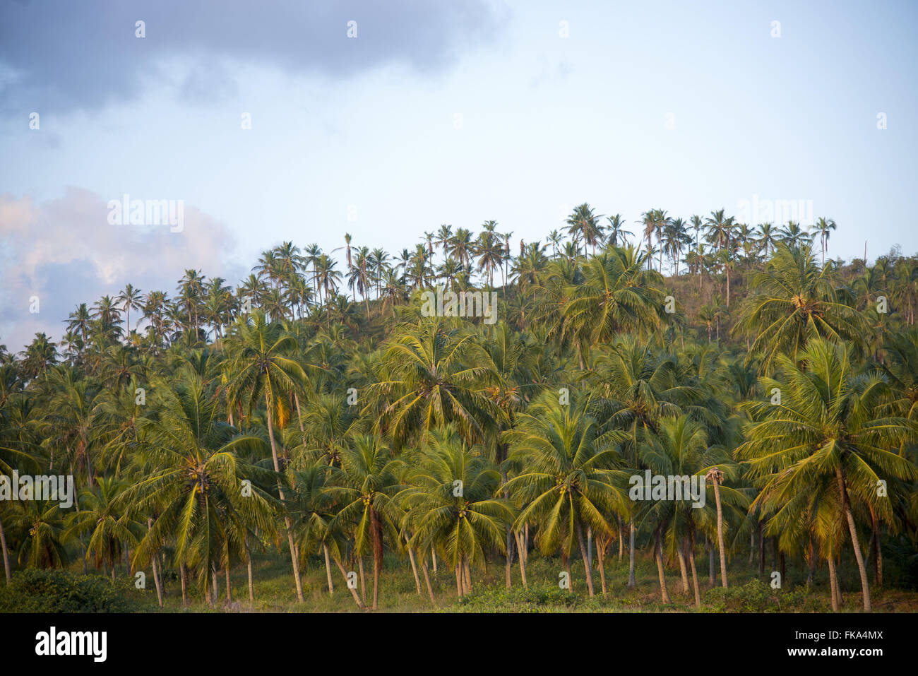 Palme da cocco immagini e fotografie stock ad alta risoluzione - Alamy