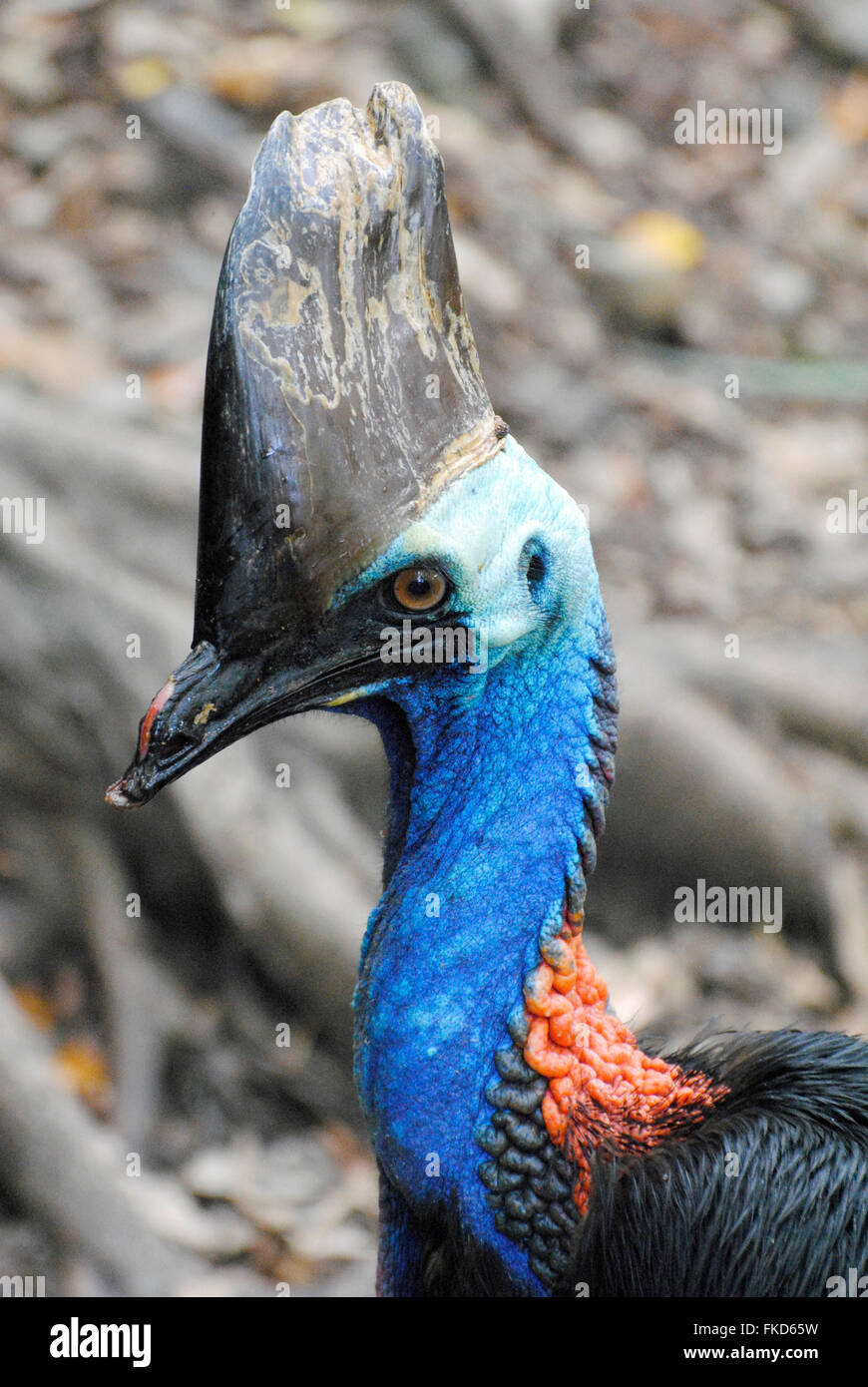 Casuarius casuarius australiano immagini e fotografie stock ad alta ...