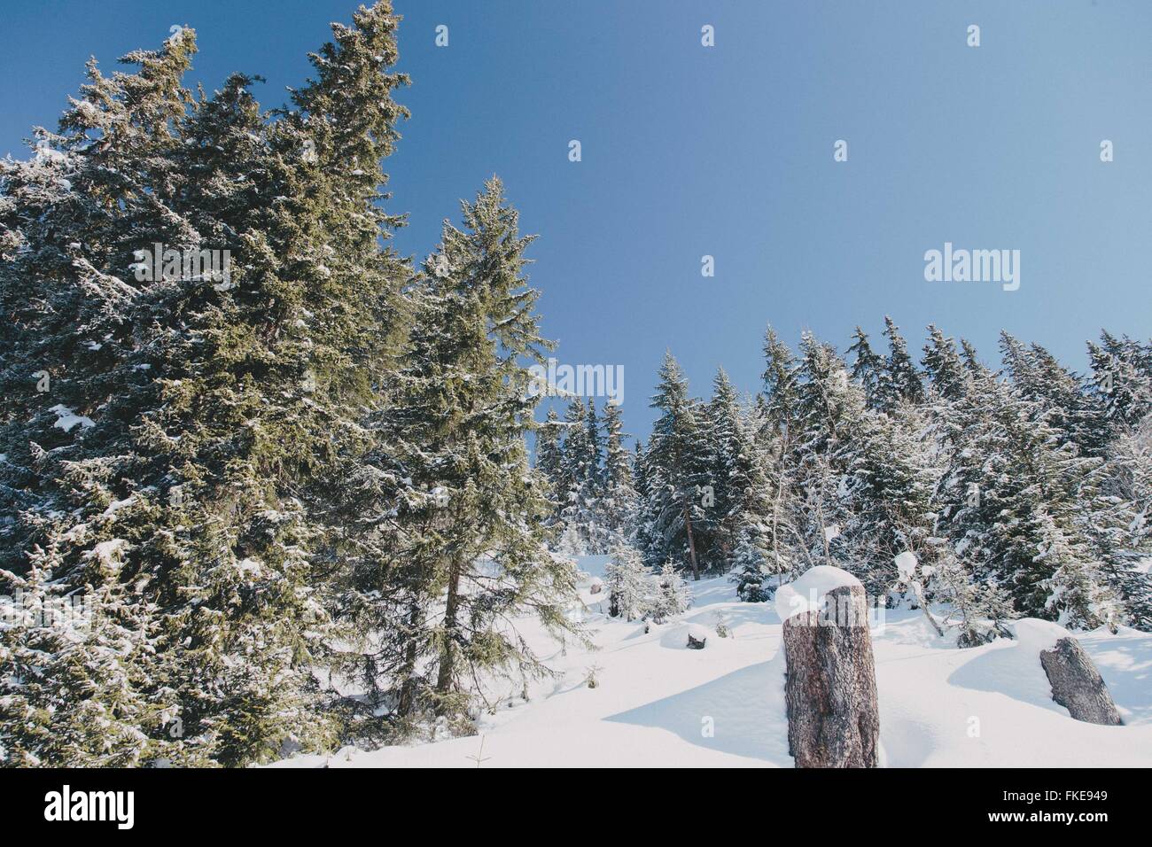 Foresta alpina e neve immagini e fotografie stock ad alta risoluzione ...