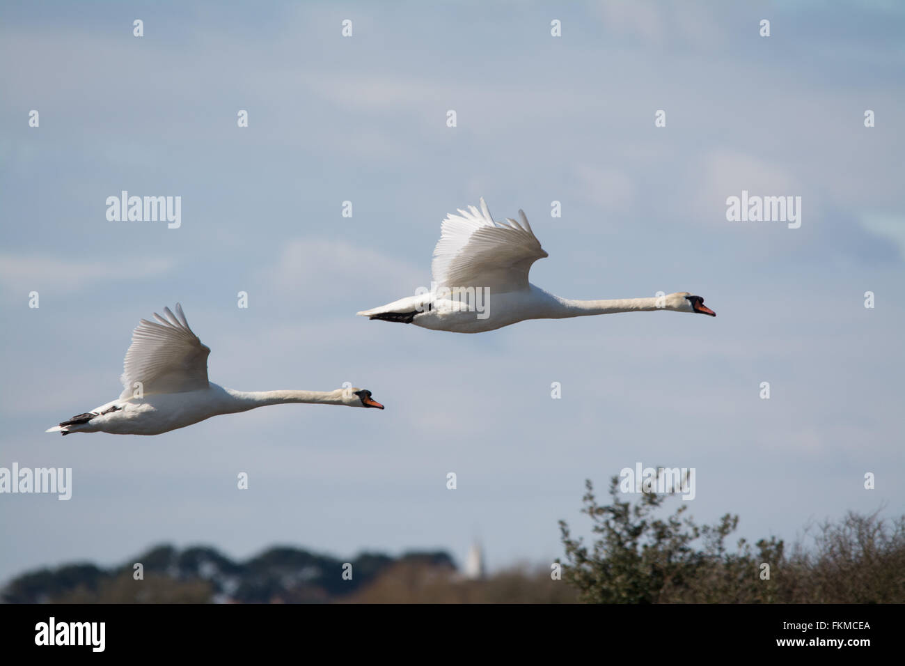 Formazione di cigni in volo immagini e fotografie stock ad alta ...