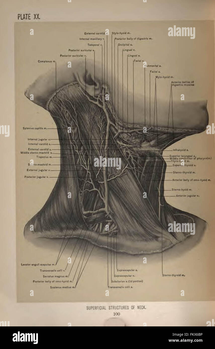 Anatomia Della Testa Del Collo Immagini e Fotos Stock - Pagina 9 - Alamy