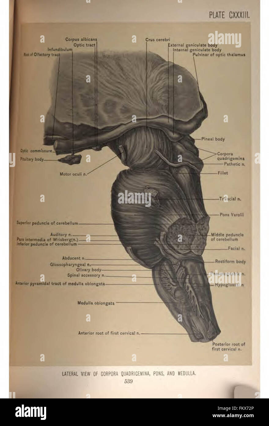 Anatomia della testa del collo immagini e fotografie stock ad alta ...