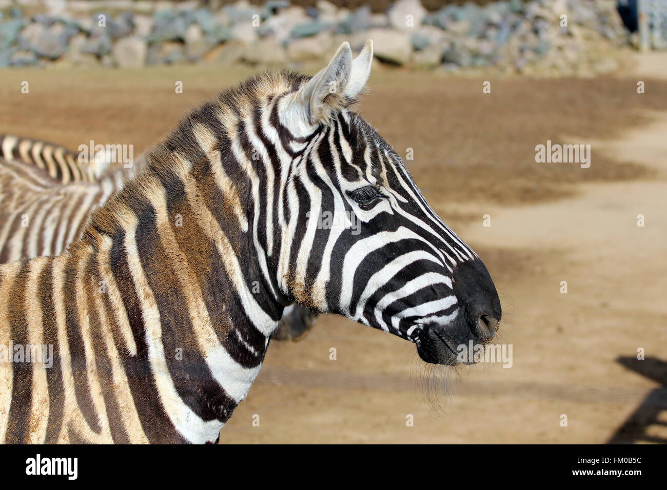 Colpo alla testa di una zebra maneless chi è stato a laminazione lo ...