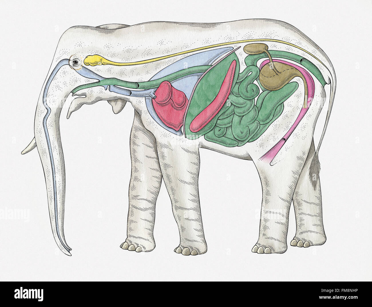 Cuore anatomia animali immagini e fotografie stock ad alta risoluzione ...