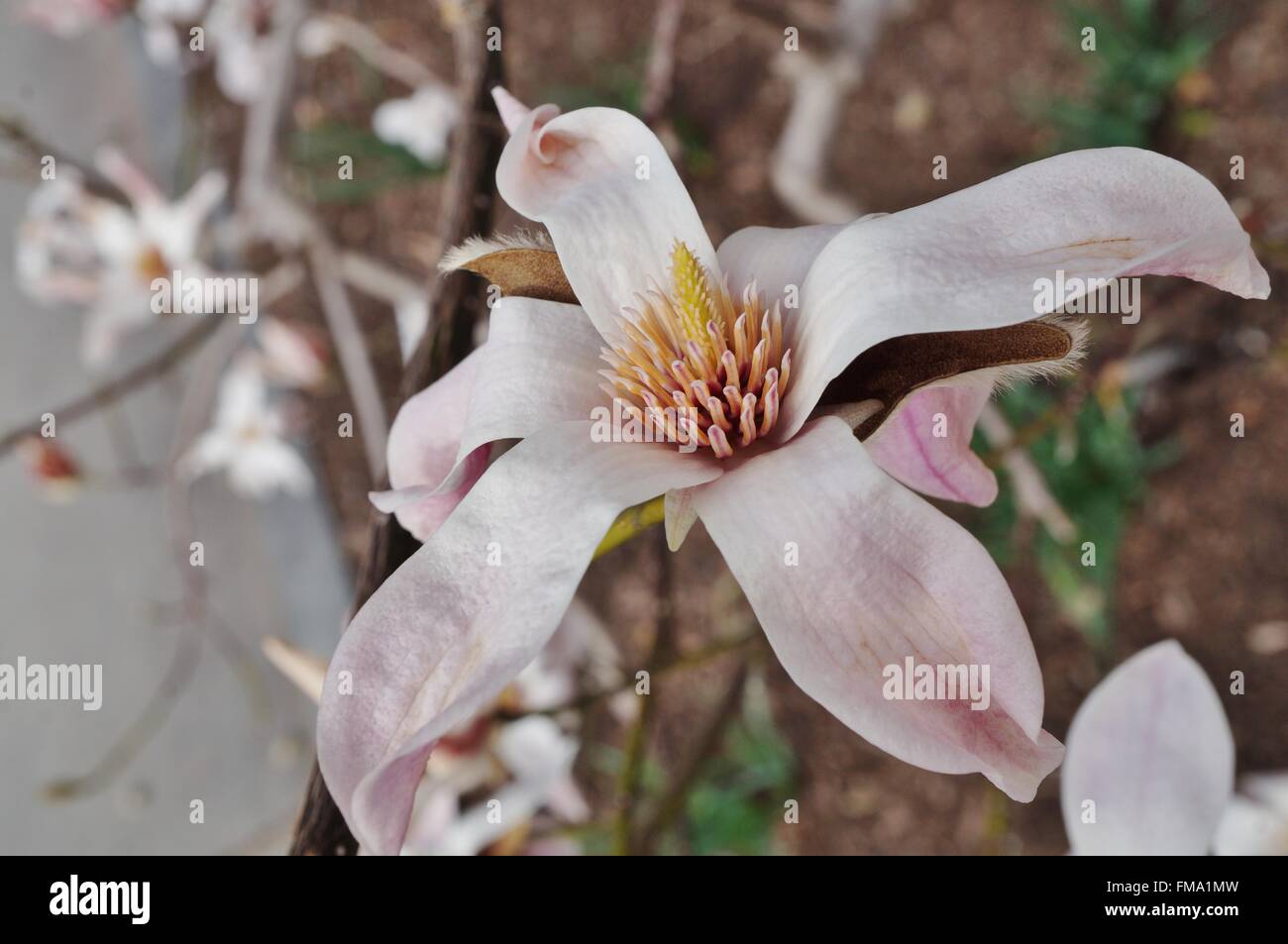 Dispiegando boccioli di fiori immagini e fotografie stock ad alta ...