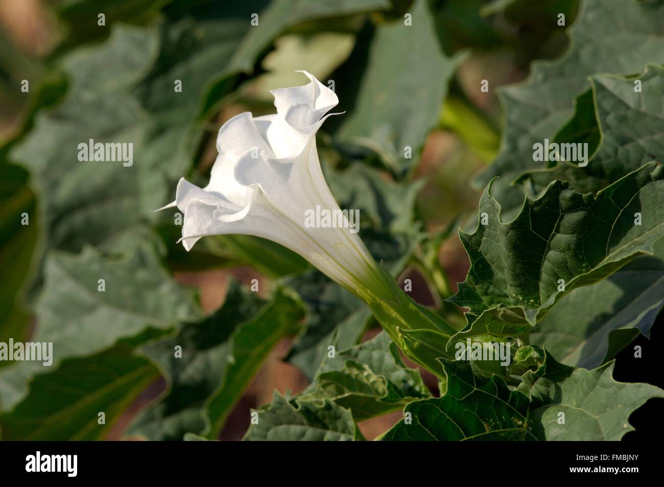 Datura stramonium jimson weed immagini e fotografie stock ad alta ...