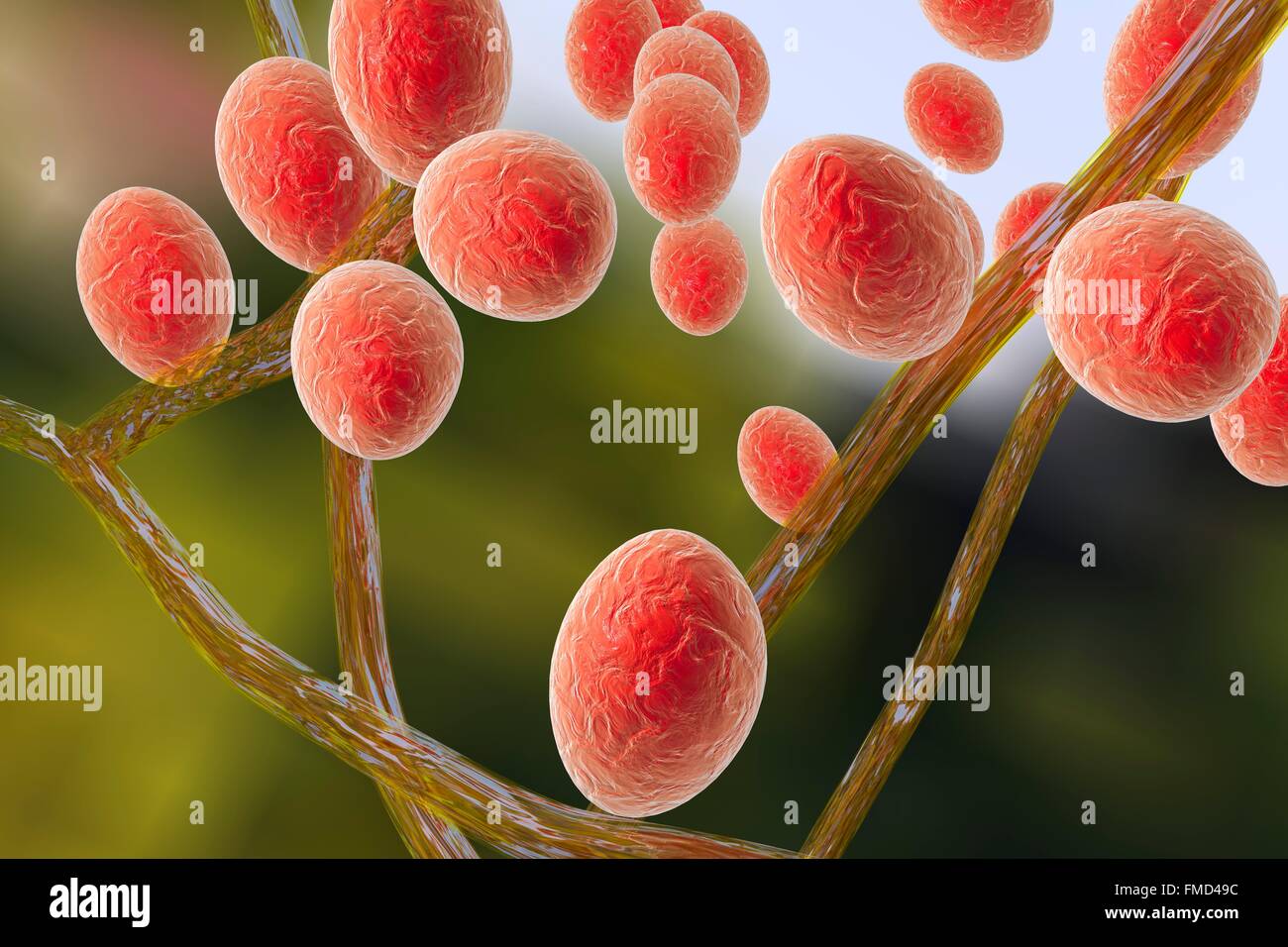 Computer illustrazione di Trichophyton mentagrophytes, la causa del ...