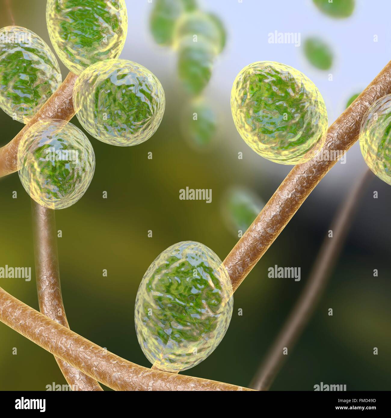 Tinea capitus immagini e fotografie stock ad alta risoluzione - Alamy