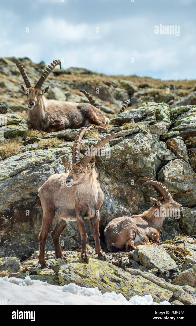 Fauna selvatica delle alpi immagini e fotografie stock ad alta ...