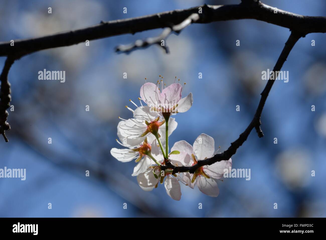 Flora nativa messicana immagini e fotografie stock ad alta risoluzione ...