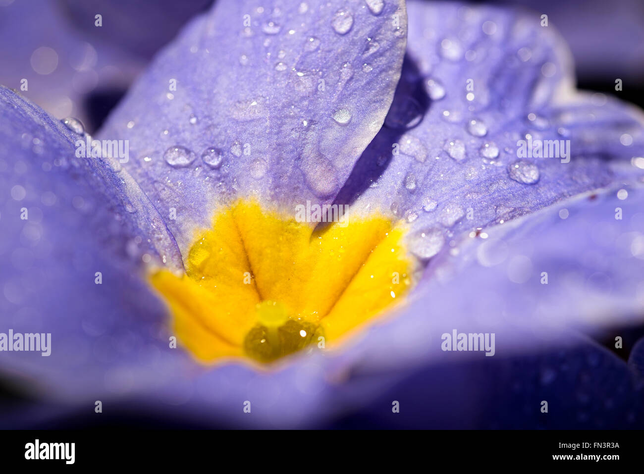 Primula acquatica immagini e fotografie stock ad alta risoluzione - Alamy