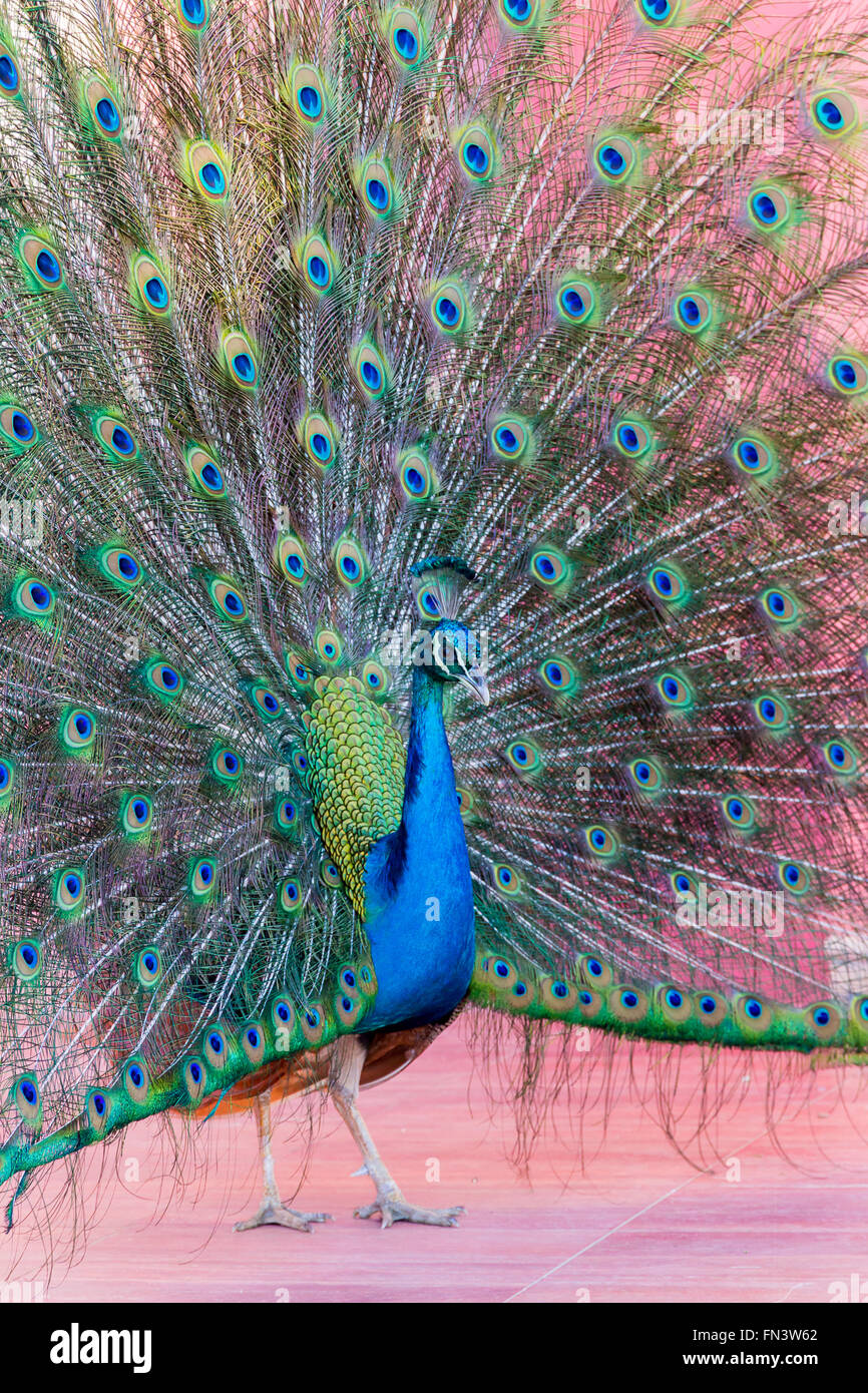 Danza del pavone immagini e fotografie stock ad alta risoluzione - Alamy