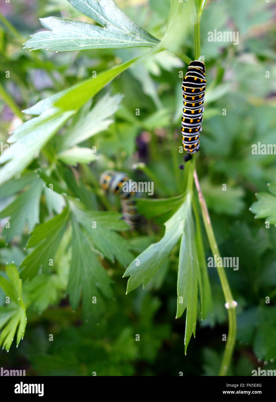 Bruchi che mangiano foglie immagini e fotografie stock ad alta ...