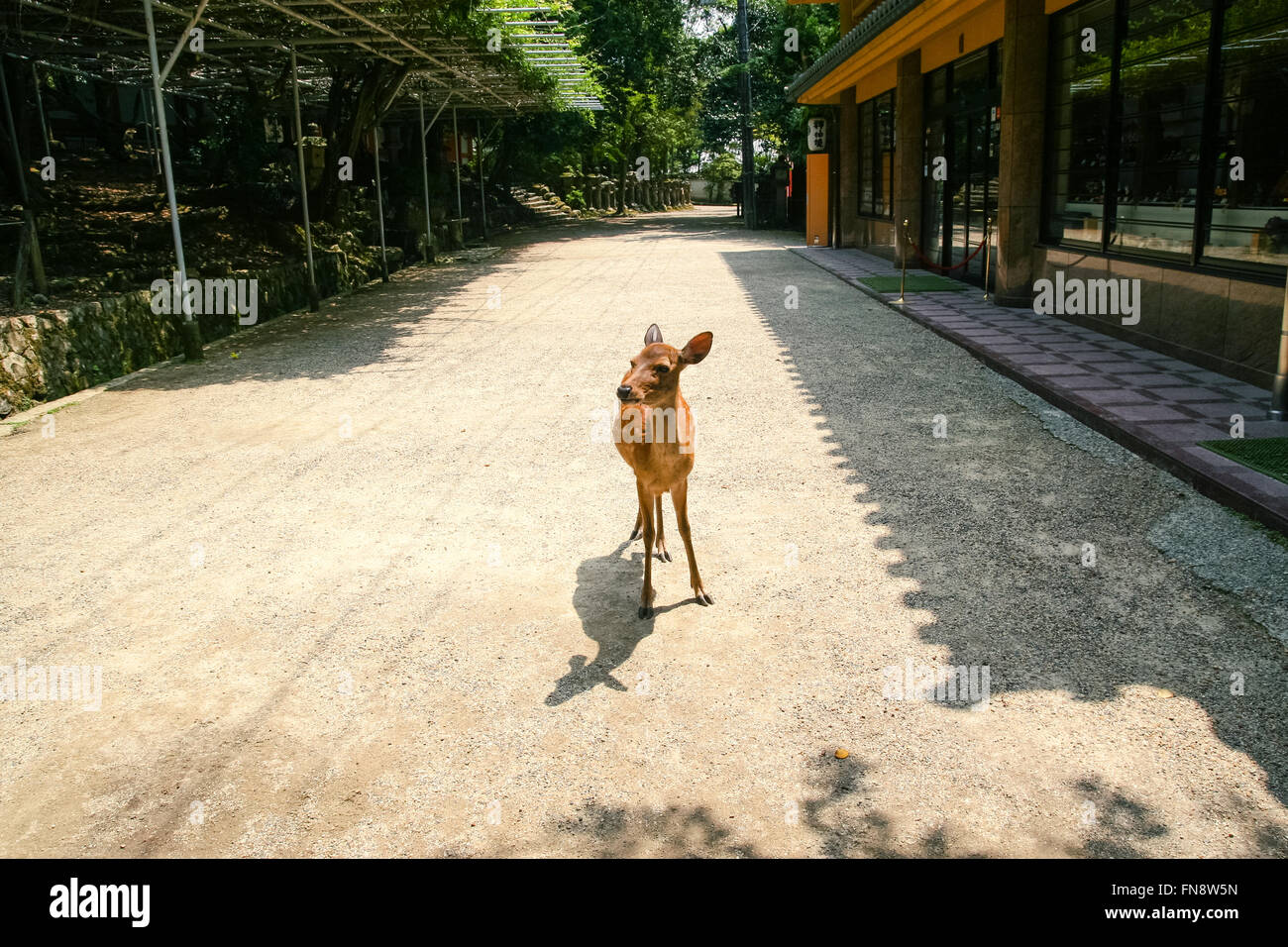 Via dei cervi immagini e fotografie stock ad alta risoluzione - Alamy