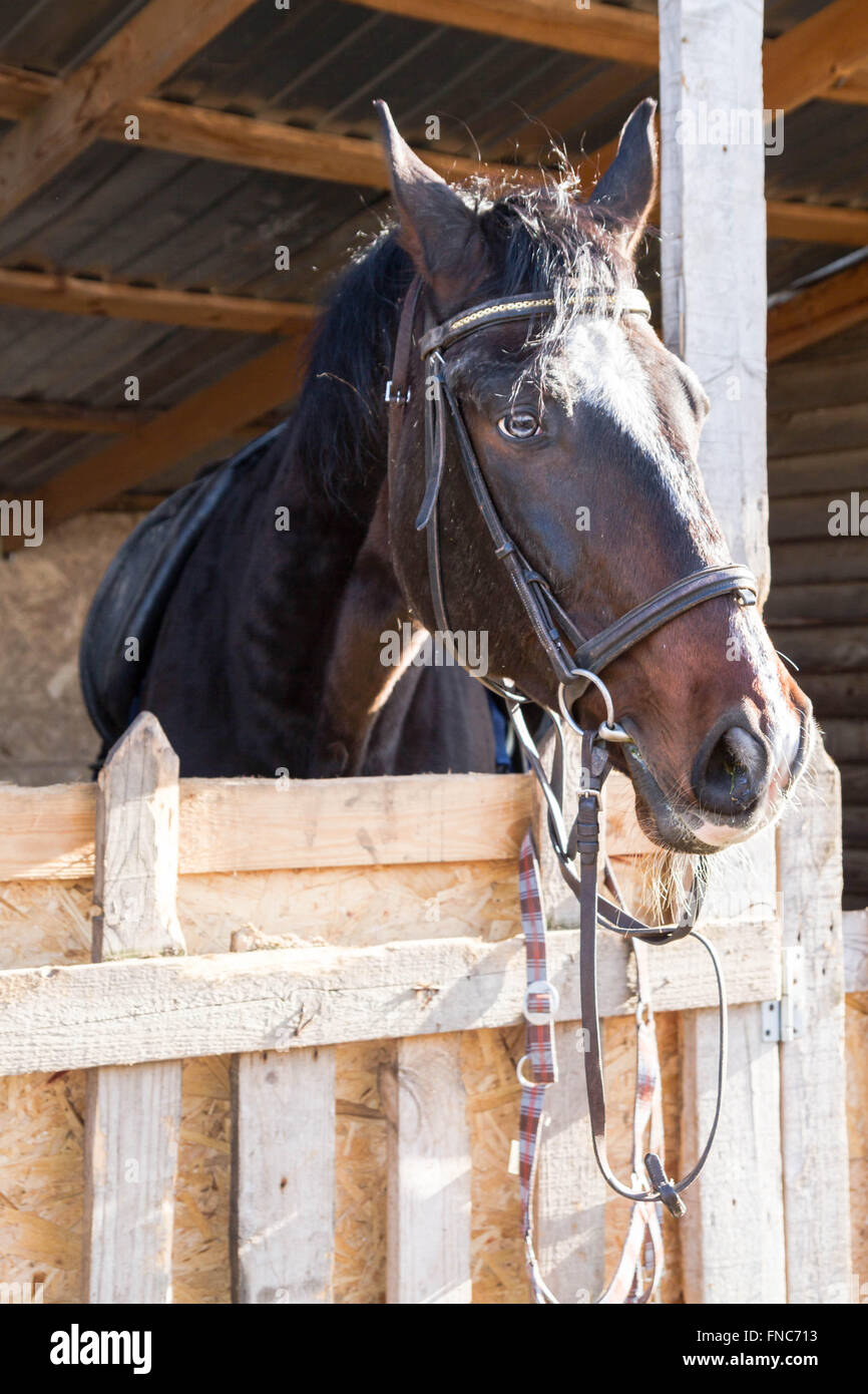 Cavallo e natura immagini e fotografie stock ad alta risoluzione - Alamy