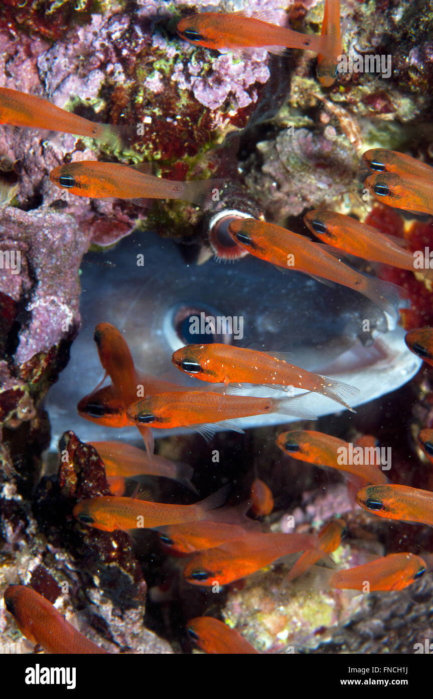 Pesce anguilla di mare immagini e fotografie stock ad alta risoluzione ...