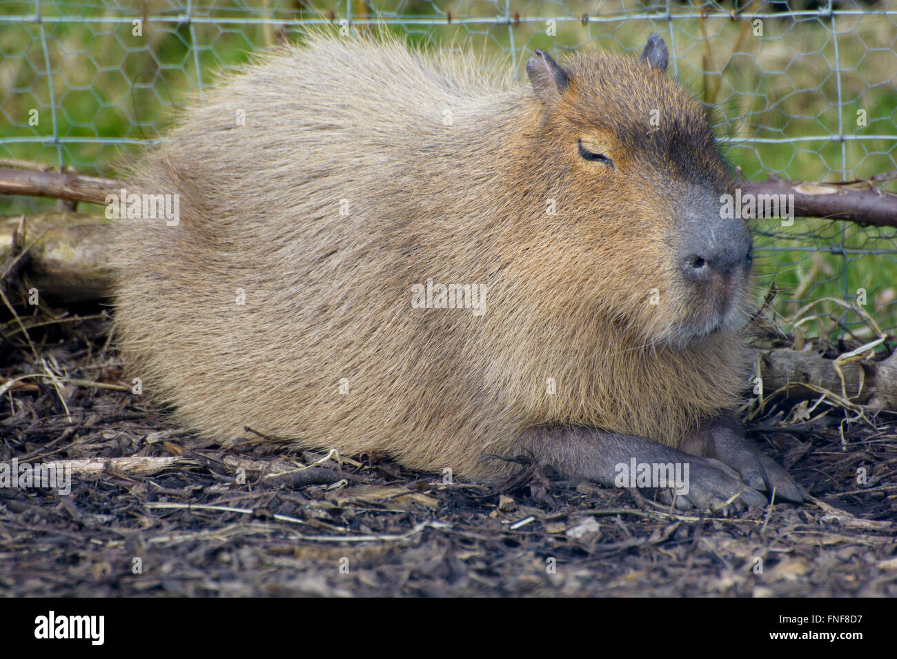 Il capibara immagini e fotografie stock ad alta risoluzione - Alamy
