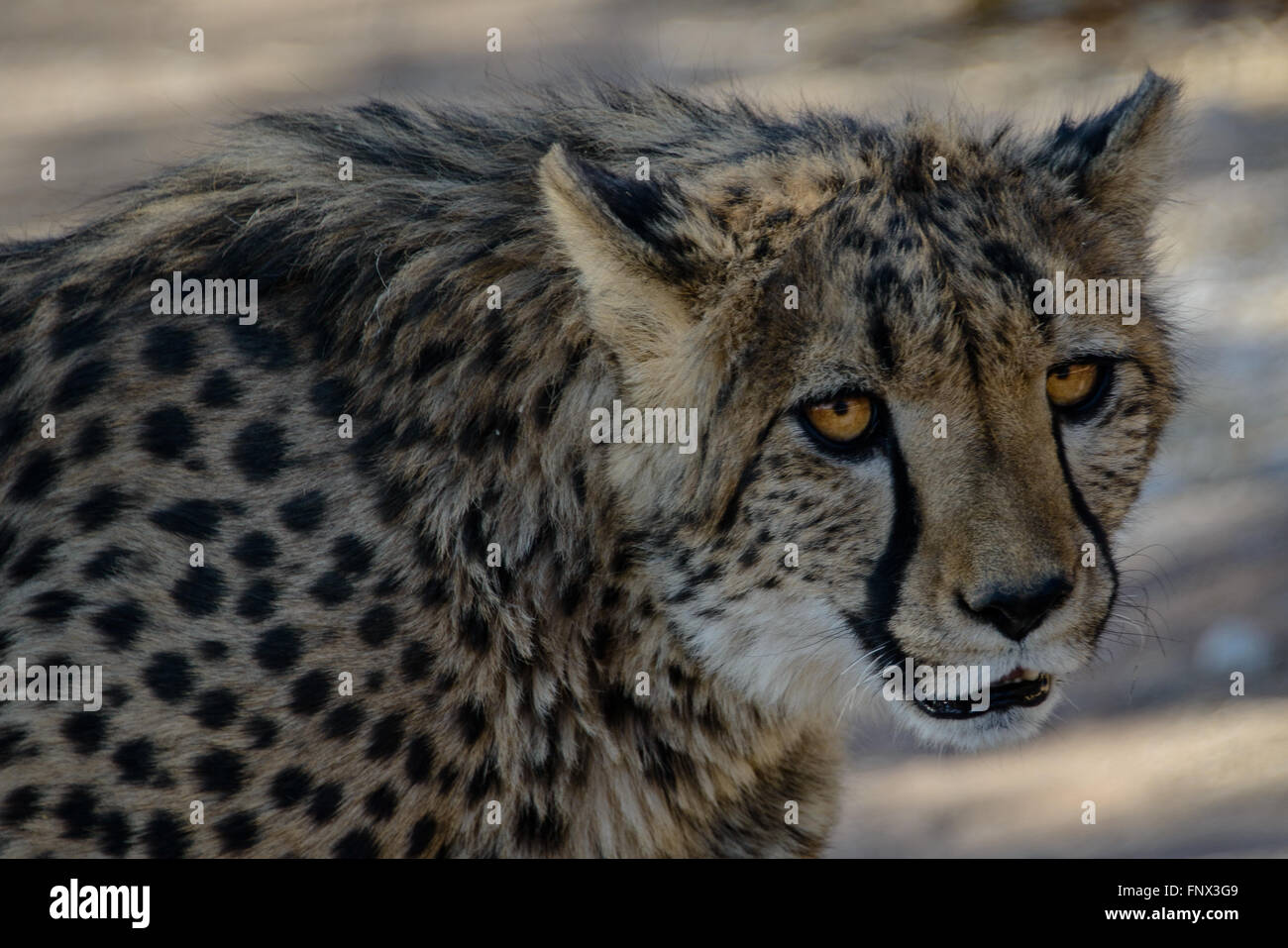 Gepard hintergrund immagini e fotografie stock ad alta risoluzione - Alamy