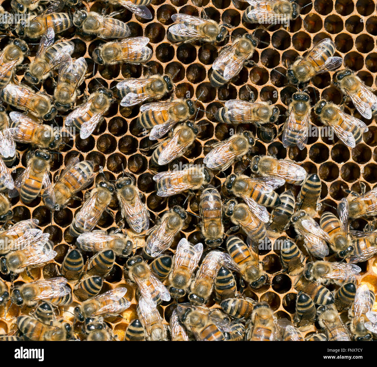 Cornice della covata con le api immagini e fotografie stock ad alta ...