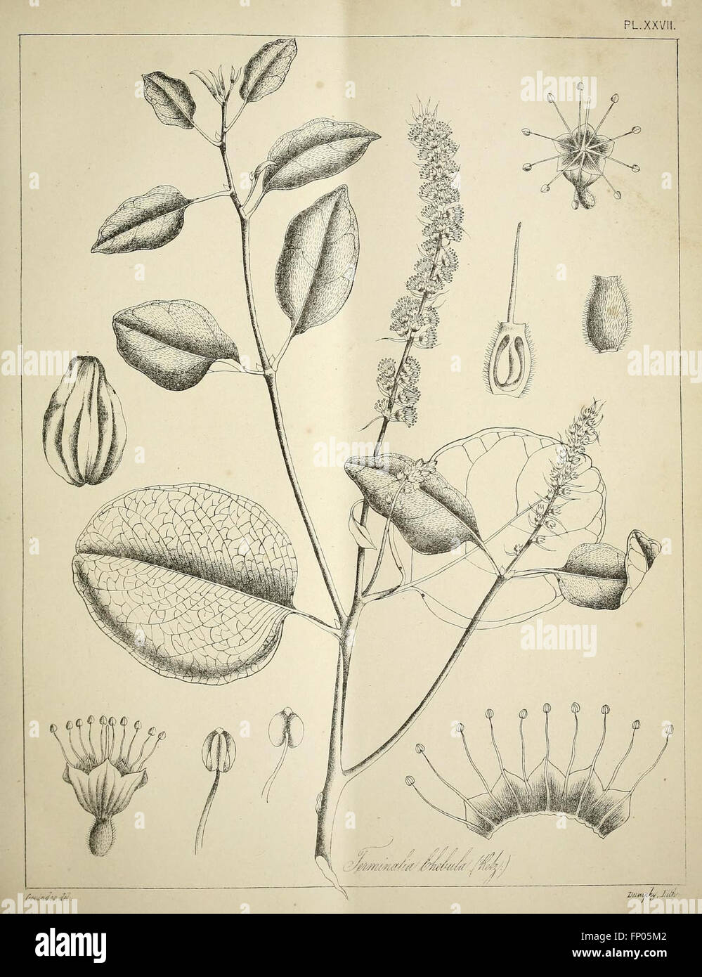 Questa illustrazione botanica della serie "Flora Sylvatica per l'India ...