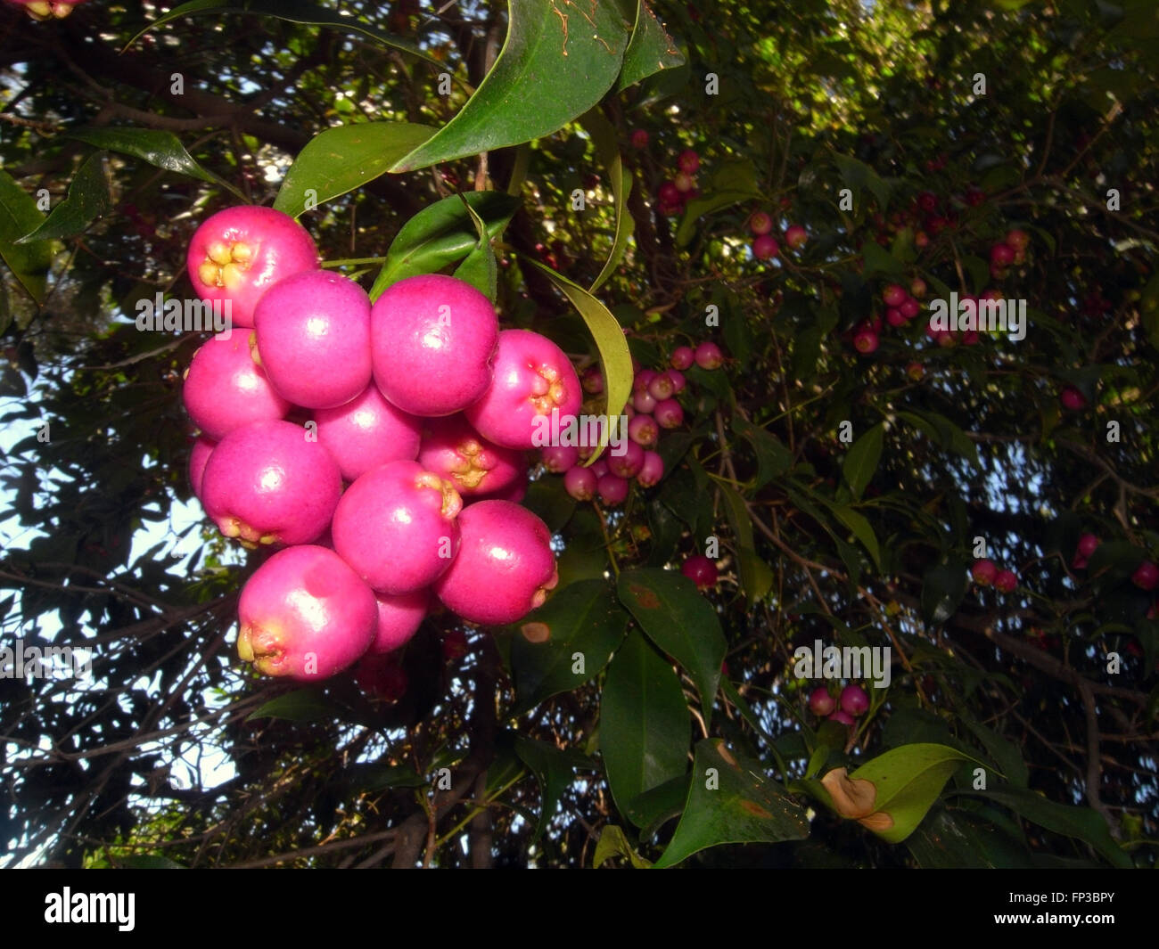 Frutta indigena australiana immagini e fotografie stock ad alta ...