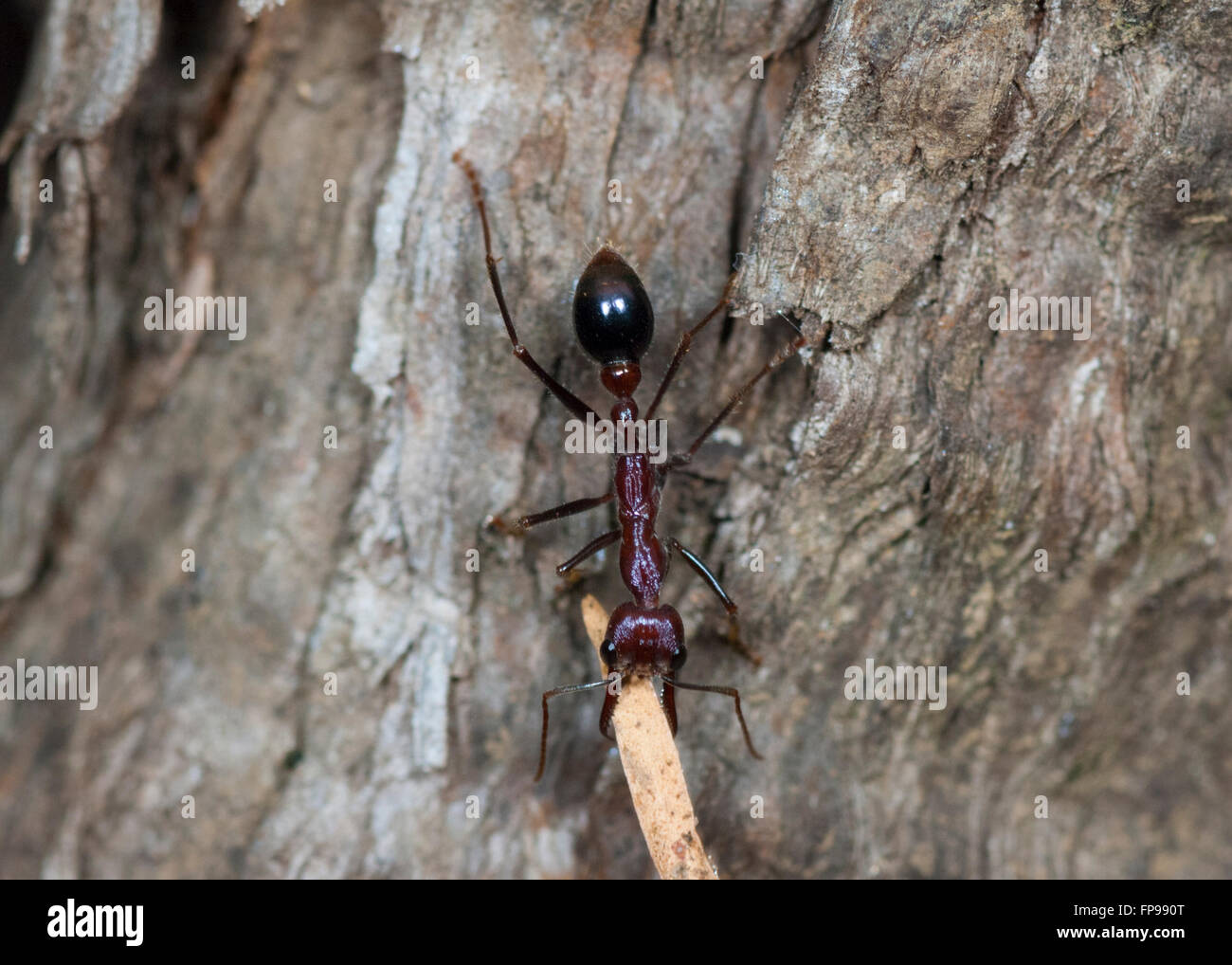 Formica di toro australiano immagini e fotografie stock ad alta ...