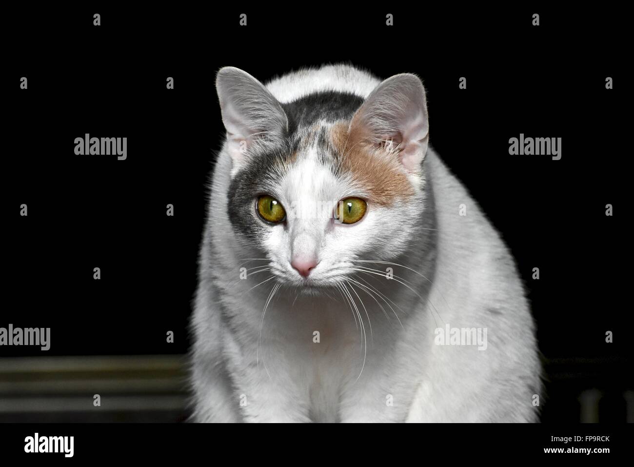 Ritratto di gatto calico immagini e fotografie stock ad alta ...