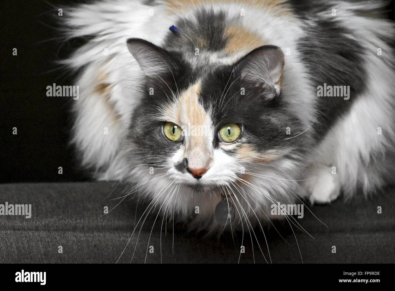 Ritratto di gatto calico immagini e fotografie stock ad alta ...