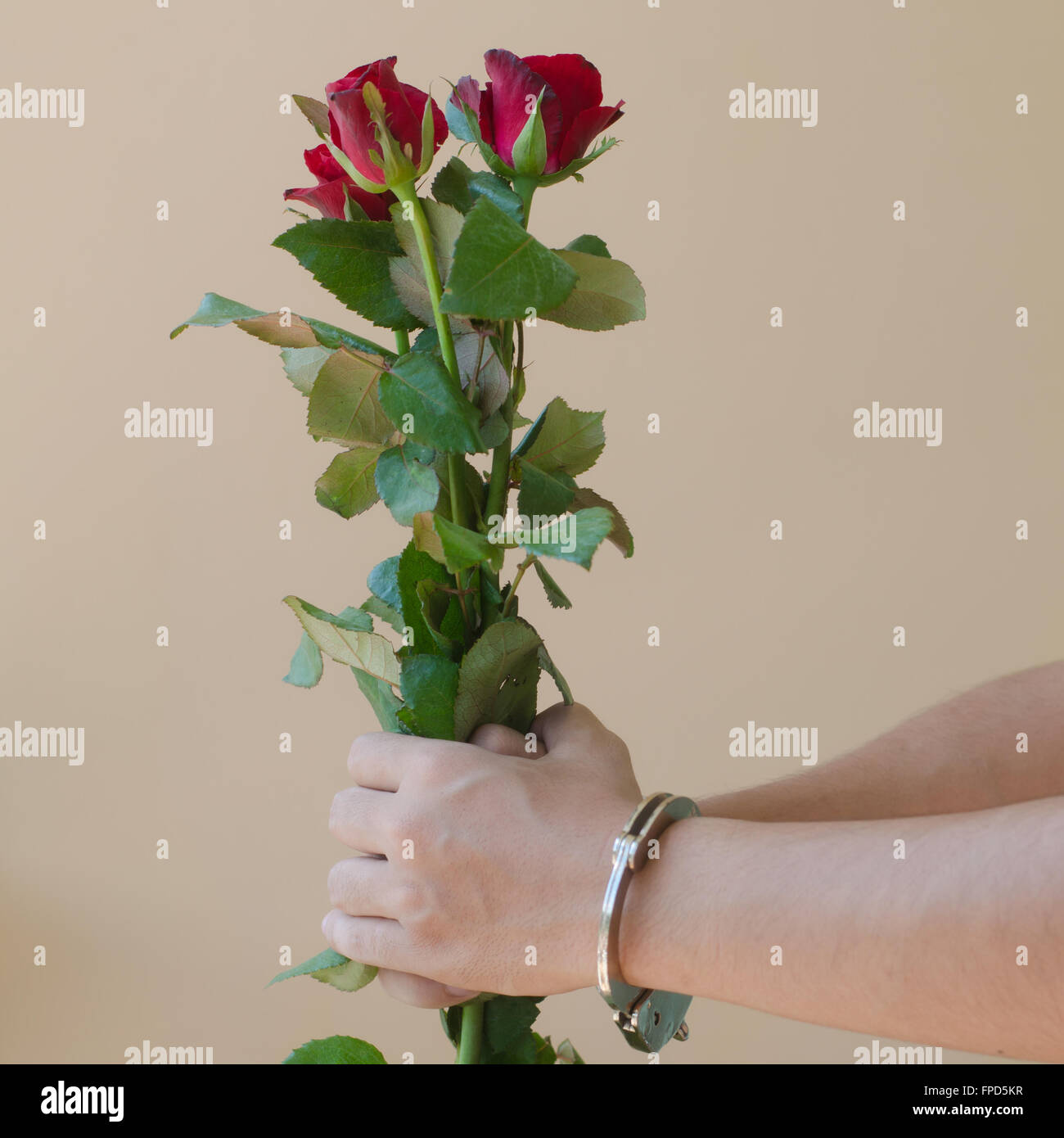 Red rose in man hand immagini e fotografie stock ad alta risoluzione ...