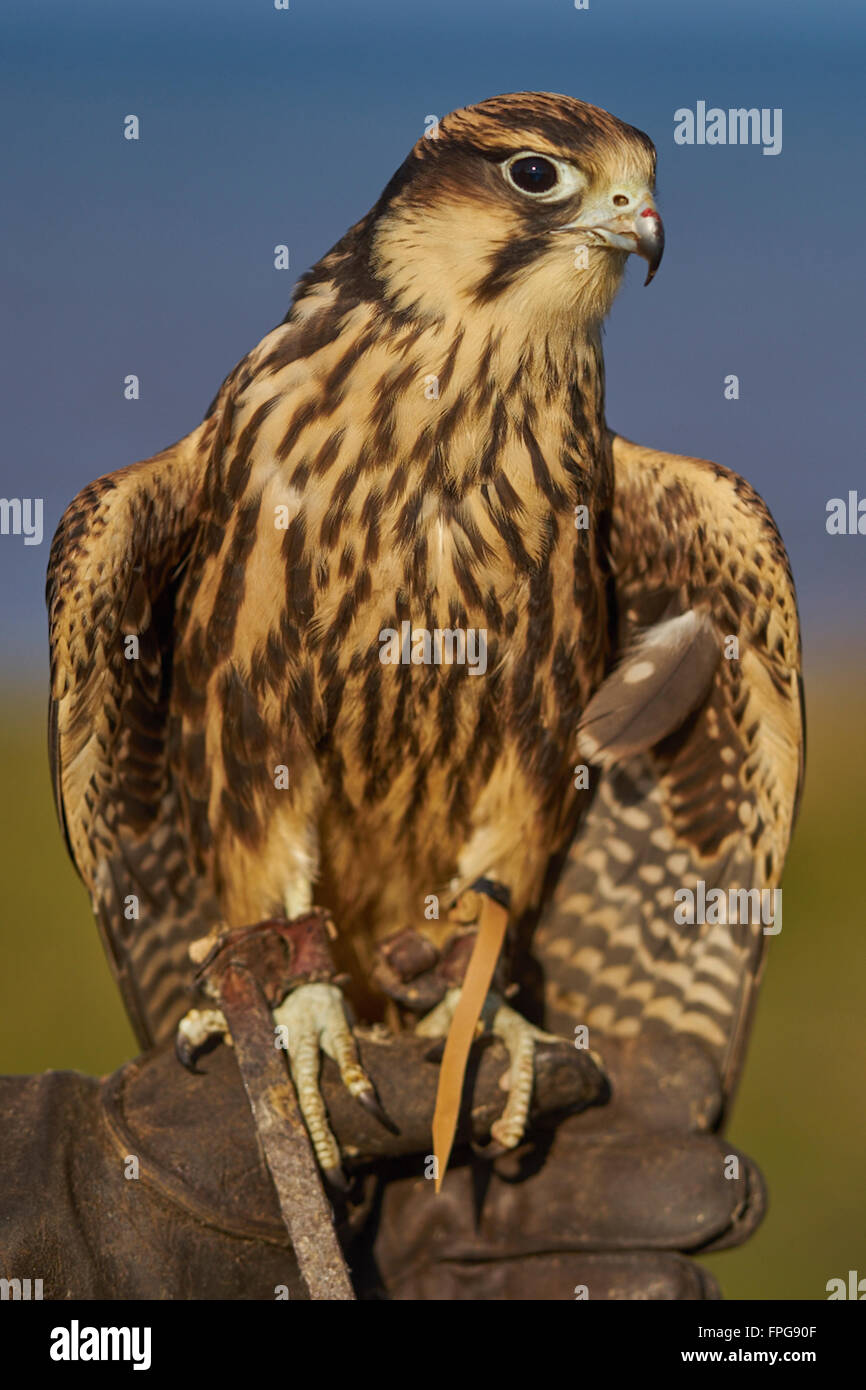 Uccelli animali uccelli rapaci immagini e fotografie stock ad alta ...