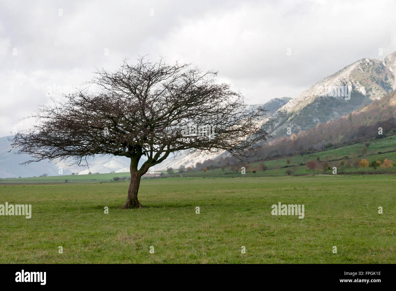 Albero di montagna verde immagini e fotografie stock ad alta ...