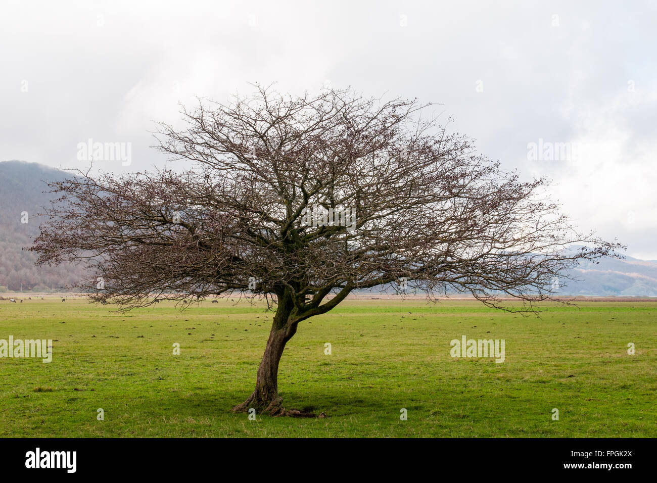 Albero di montagna verde immagini e fotografie stock ad alta ...