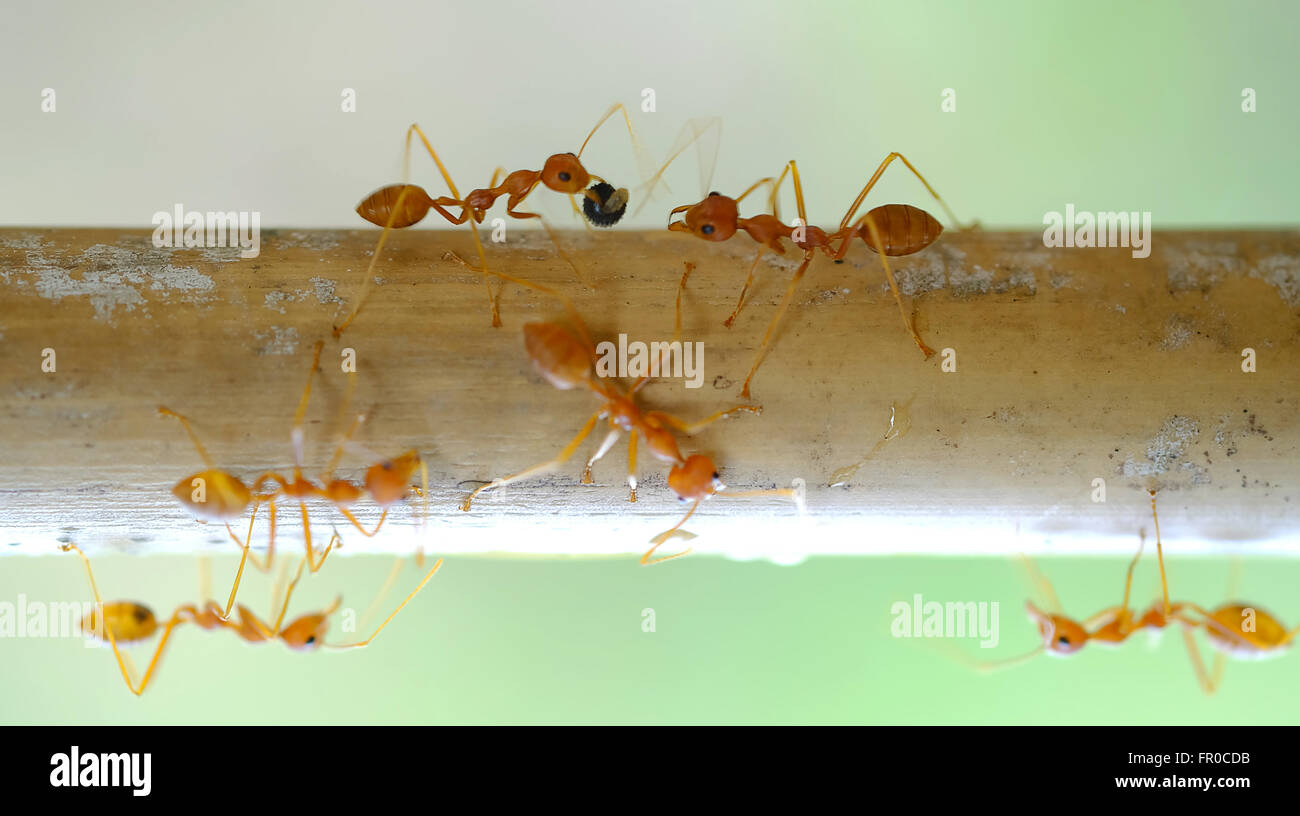 Formiche foglia di primo piano immagini e fotografie stock ad alta ...