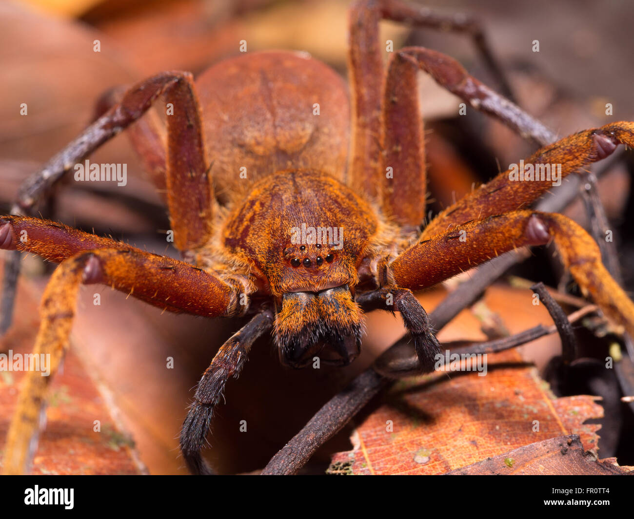 Tropical huntsman spider immagini e fotografie stock ad alta ...