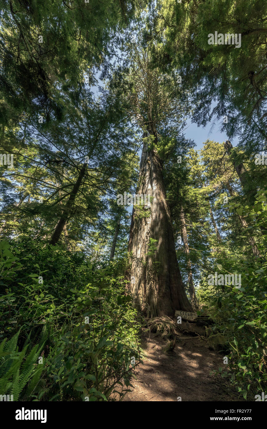 Albero di cedro gigante immagini e fotografie stock ad alta risoluzione ...