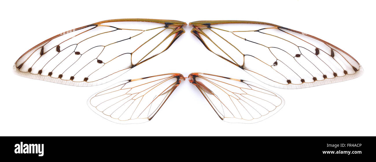 Insetto ala trasparente immagini e fotografie stock ad alta risoluzione ...