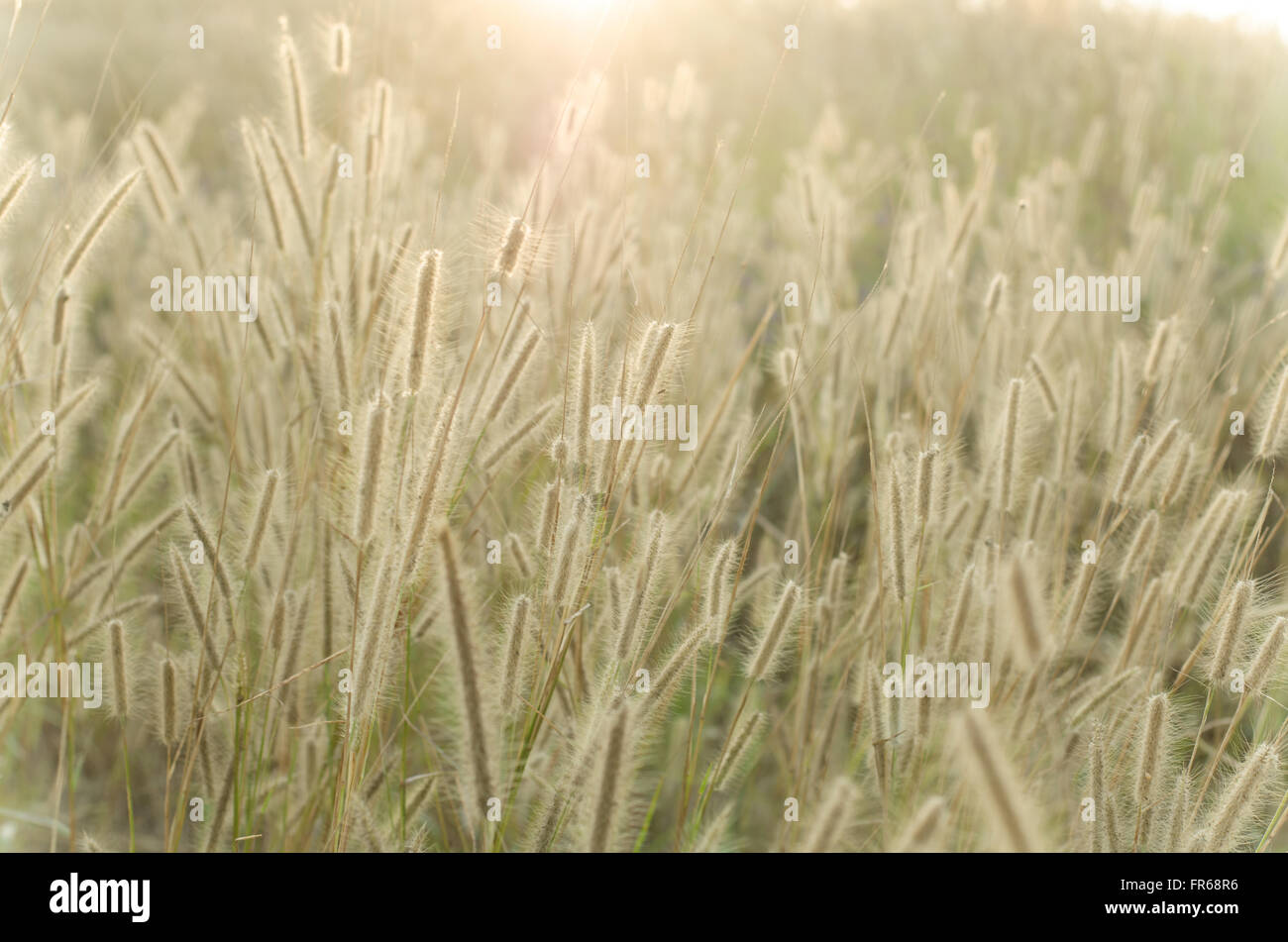 Fontana erbaccia immagini e fotografie stock ad alta risoluzione - Alamy