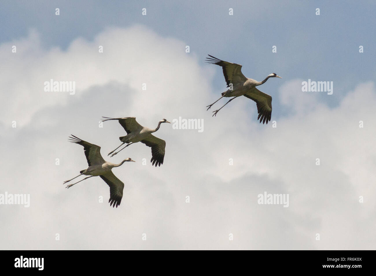 Gru per uccelli india immagini e fotografie stock ad alta risoluzione ...