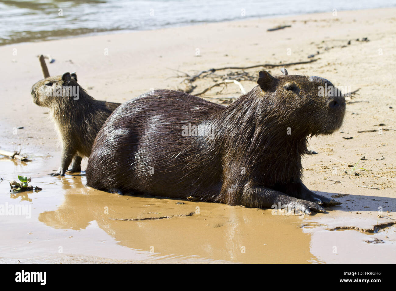 Capibara piccola immagini e fotografie stock ad alta risoluzione - Alamy